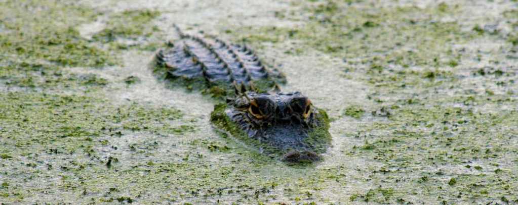 Stealth Mode: A Genius Move or a Startup Myth? - Ikana Business Review ...